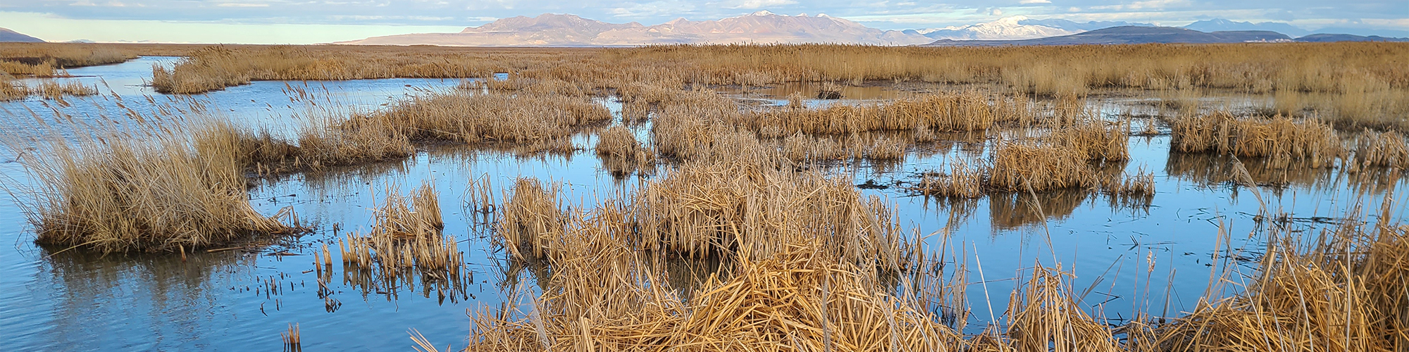 The Importance of Clean and Abundant Water | Ducks Unlimited